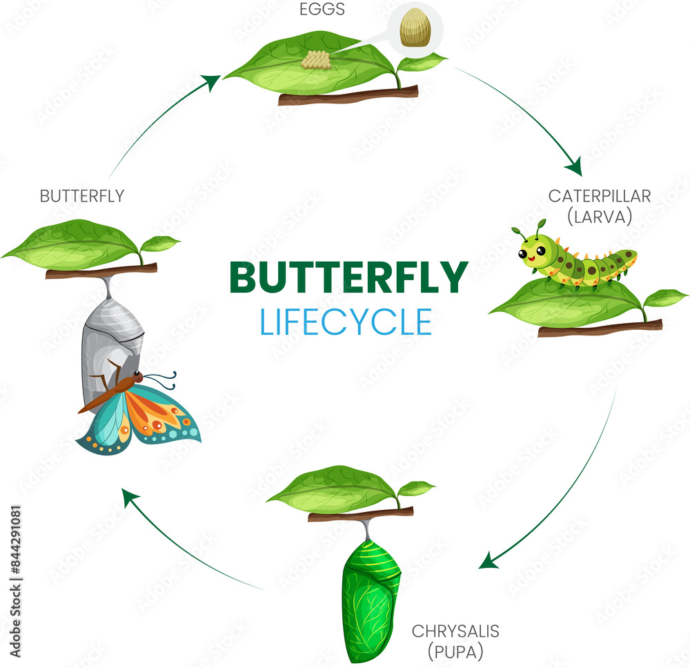 Butterfly lifecycleThe Butterfly Lifecycle From Egg to Elegant Flight ...
