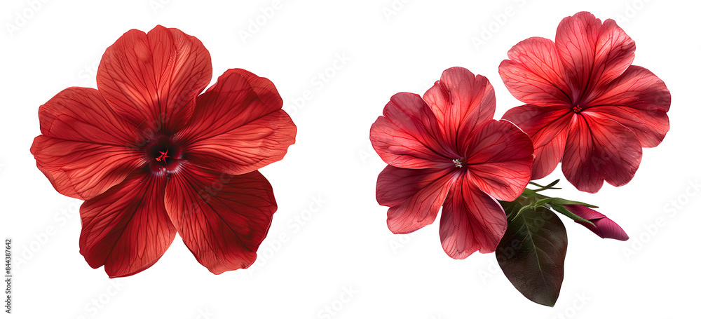 Red flower set PNG. Set of red phlox flowers isolated. Red phlox flower ...