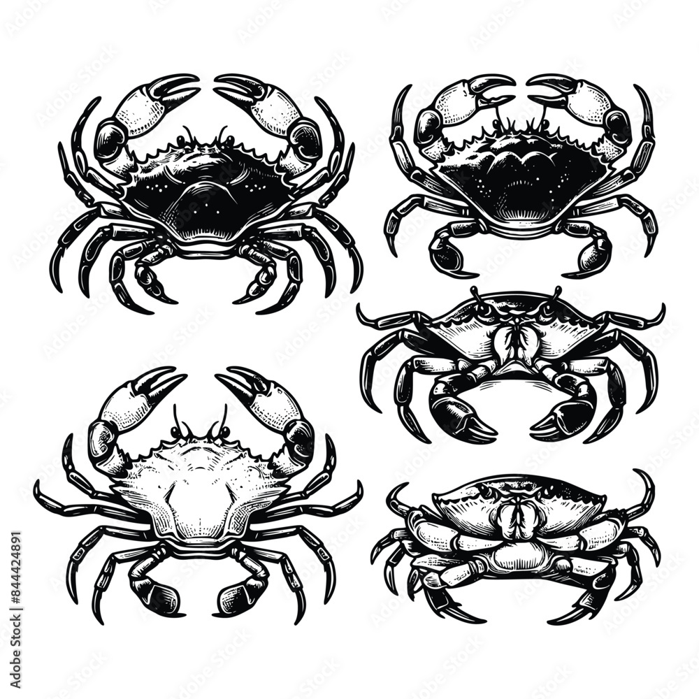 set of crab illustration. hand drawn black and white crabs vector ...