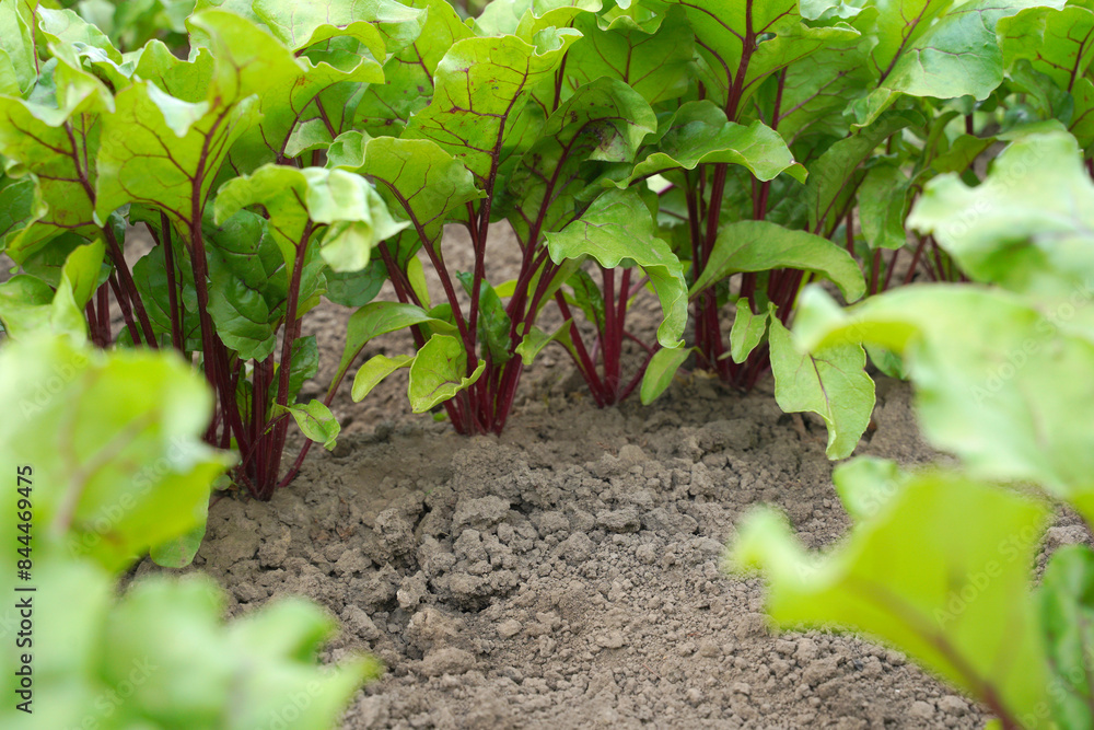 Growing beetroot on the vegetable bed. Green beet leaves with red stems ...