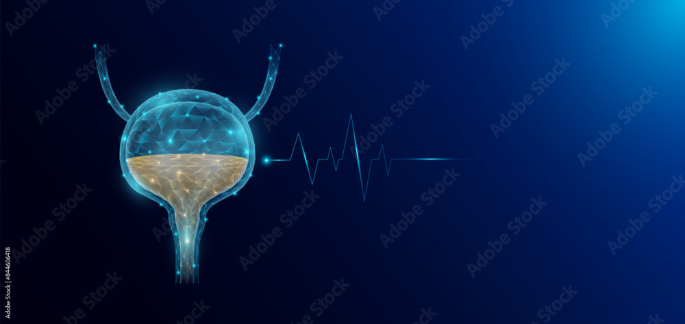 Bladder human organ anatomy in form style polygon low poly futuristic ...