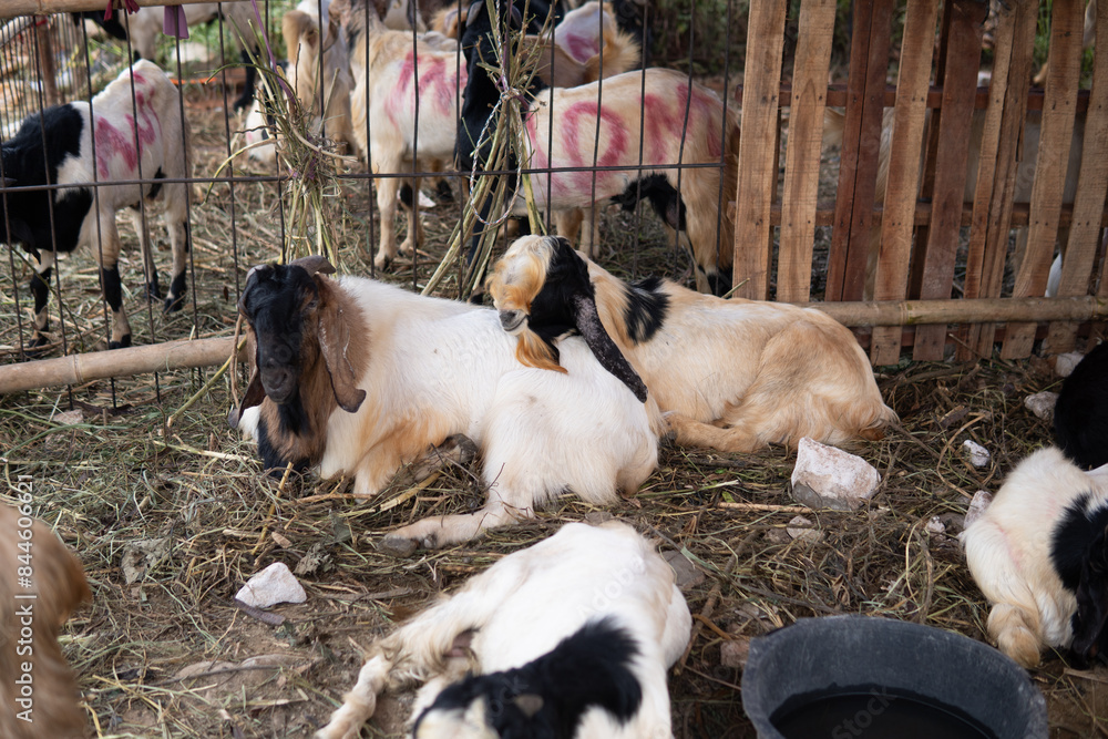 Portraits of Goat (kambing qurban) for the preparation of sacrifices on ...