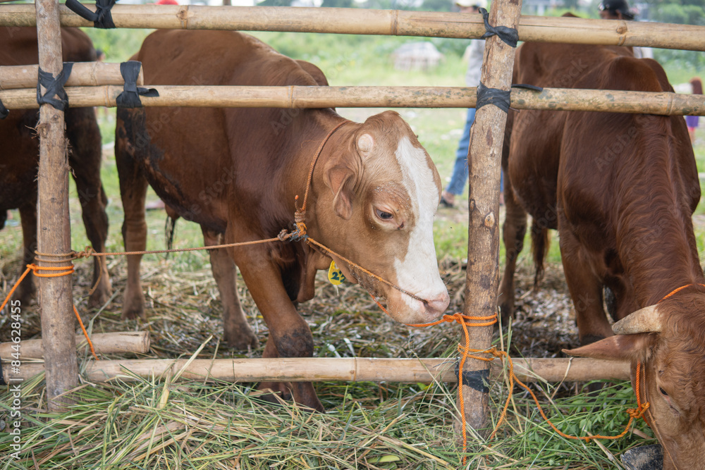 Portraits of cows or cattle (sapi qurban) for the preparation of ...
