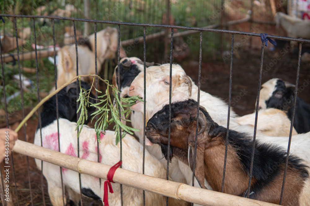 Portraits of Goat (kambing qurban) for the preparation of sacrifices on ...