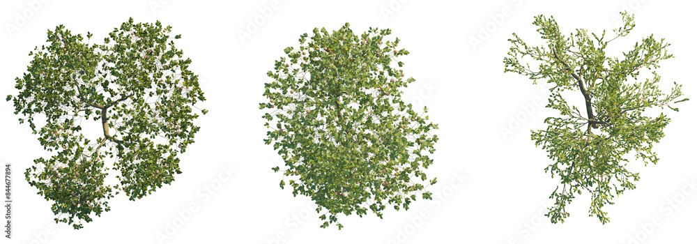 Malus domestica tree top view, tree plan 4k png cutout Stock Photo ...