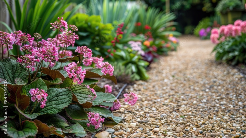 Foto de Growing Bergenia and Davallia fern on gravel Creating a flower ...