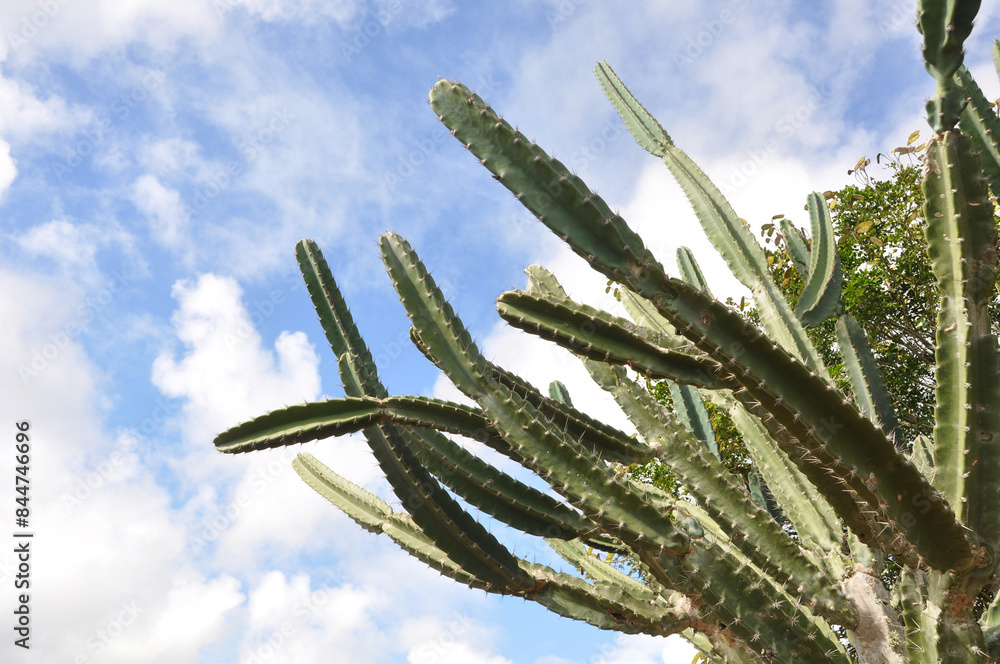Detail of the thorn of the mandacaru, a plant native to the Brazilian ...
