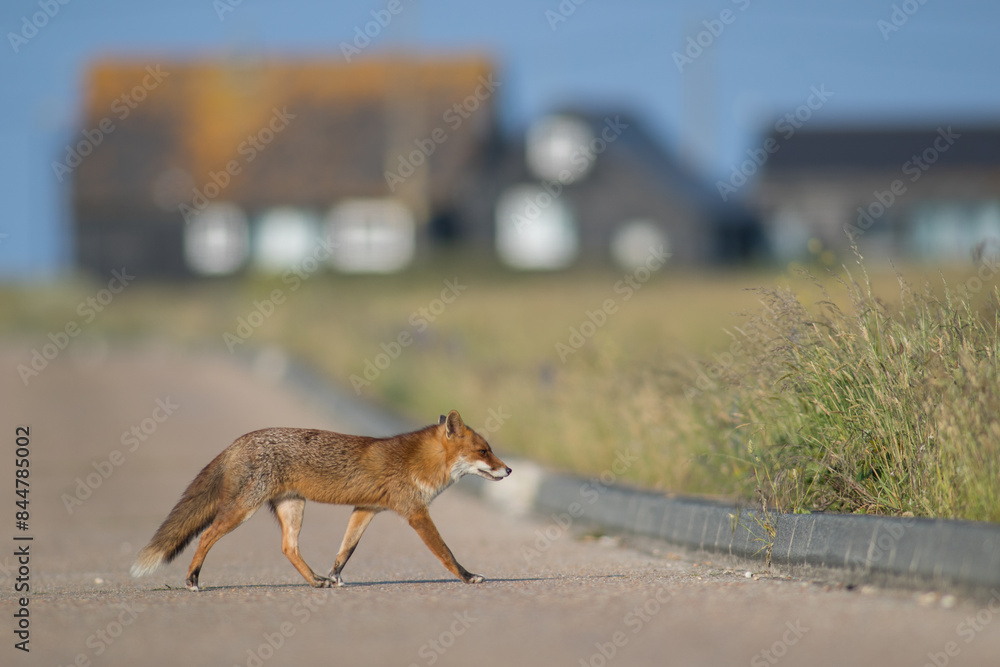 Red Fox. The species has a long history of association with humans.The ...
