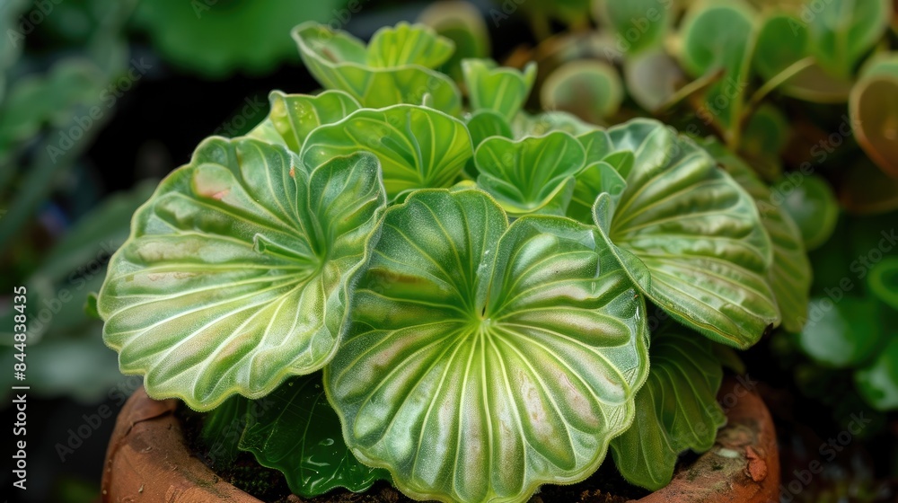 Fat Plants Pistia stratiotes and Plump Succulent Varieties ภาพถ่ายสต็อก ...