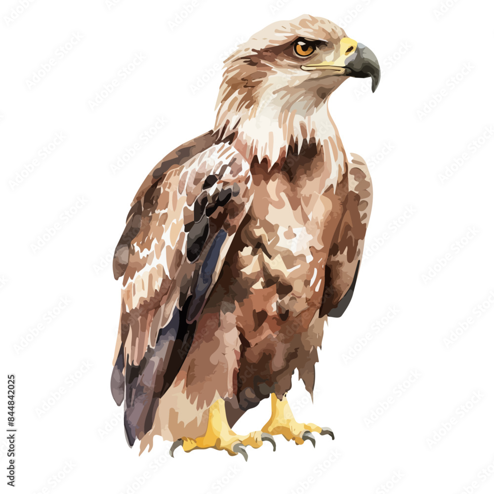 Watercolor clipart vector of a baby eagle, isolated on a white ...