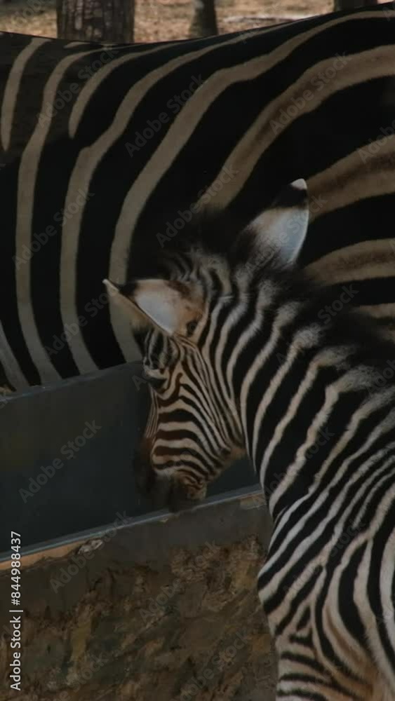 Zebra with baby Mother and young baby zebra shading under acacia trees ...