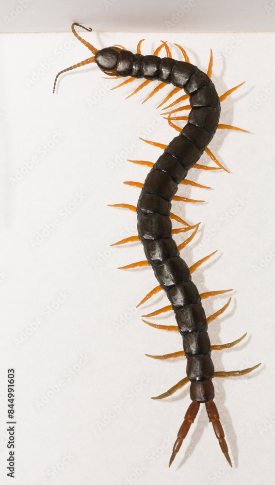 Scolopendra cingulata, also known as Megarian (Mediterranean) banded ...