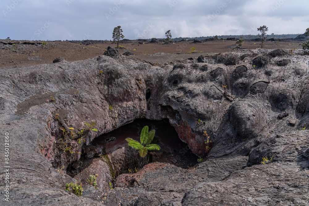 Plants grow from the 1969 fissure vents. Hawaii Volcanoes National Park ...