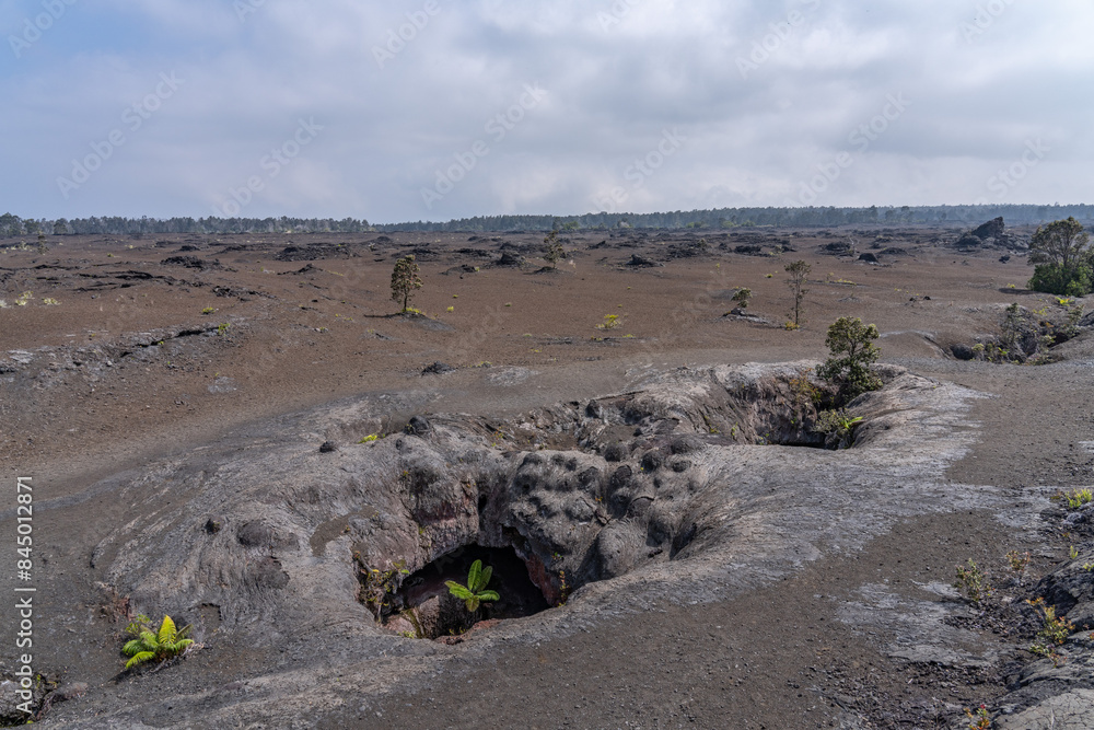Plants grow from the 1969 fissure vents. Hawaii Volcanoes National Park, Kīlauea volcano. A ...