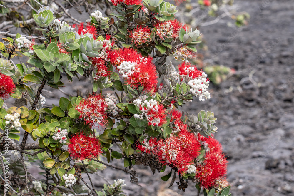 Metrosideros polymorpha, the ʻōhiʻa lehua, flowering evergreen tree in ...