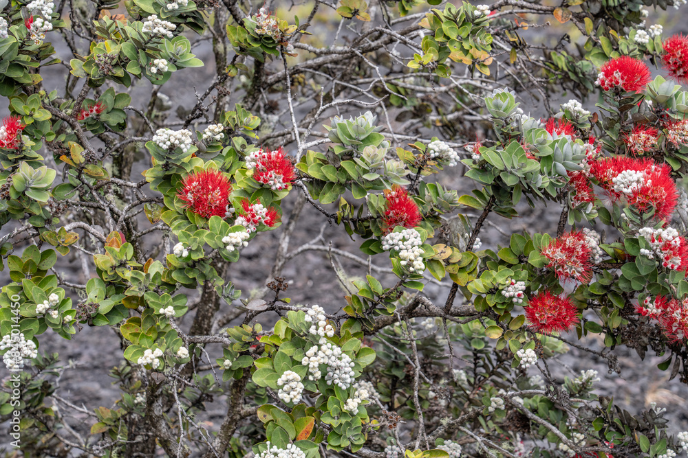 Metrosideros polymorpha, the ʻōhiʻa lehua, flowering evergreen tree in ...
