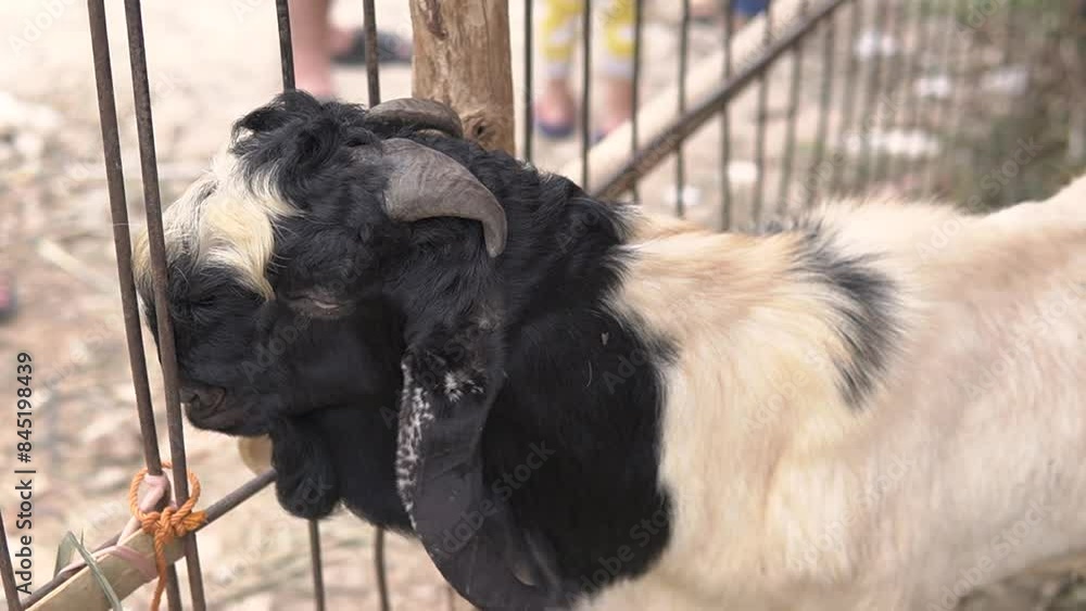 Portraits of Goat (kambing qurban) for the preparation of sacrifices on ...