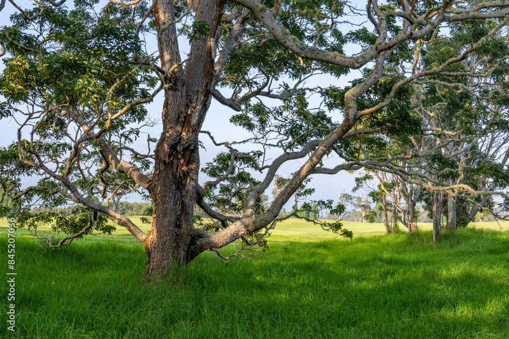 Acacia koa, koa,is a species of flowering tree in the family Fabaceae ...