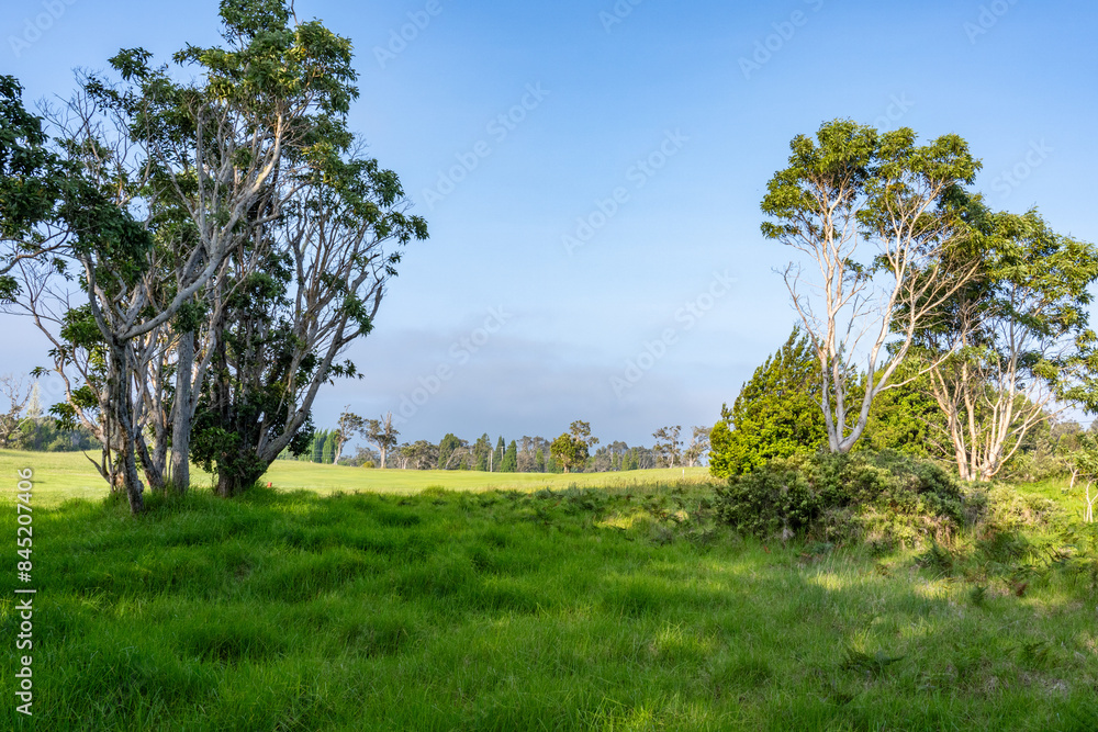 Acacia koa, koa,is a species of flowering tree in the family Fabaceae ...