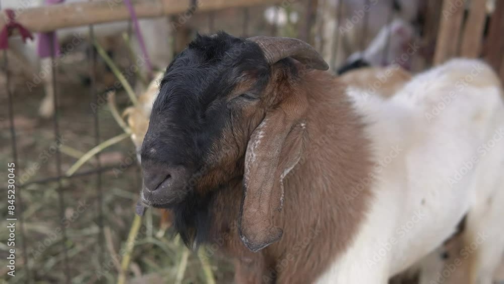 Portraits of Goat (kambing qurban) for the preparation of sacrifices on ...