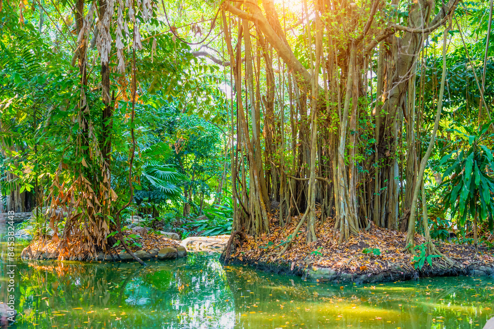 Dense growths of tropical plants and trees in the swampy lake river ...