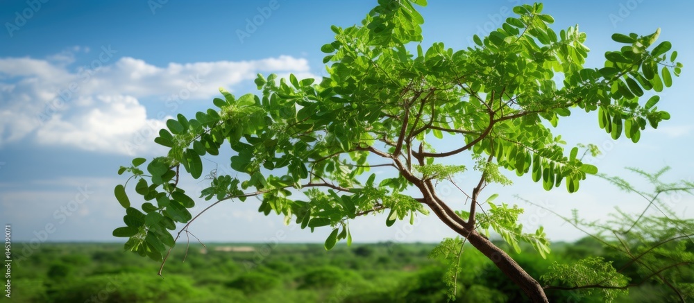 In the summer the Moringa tree has dried and only one Moringa fruit ...