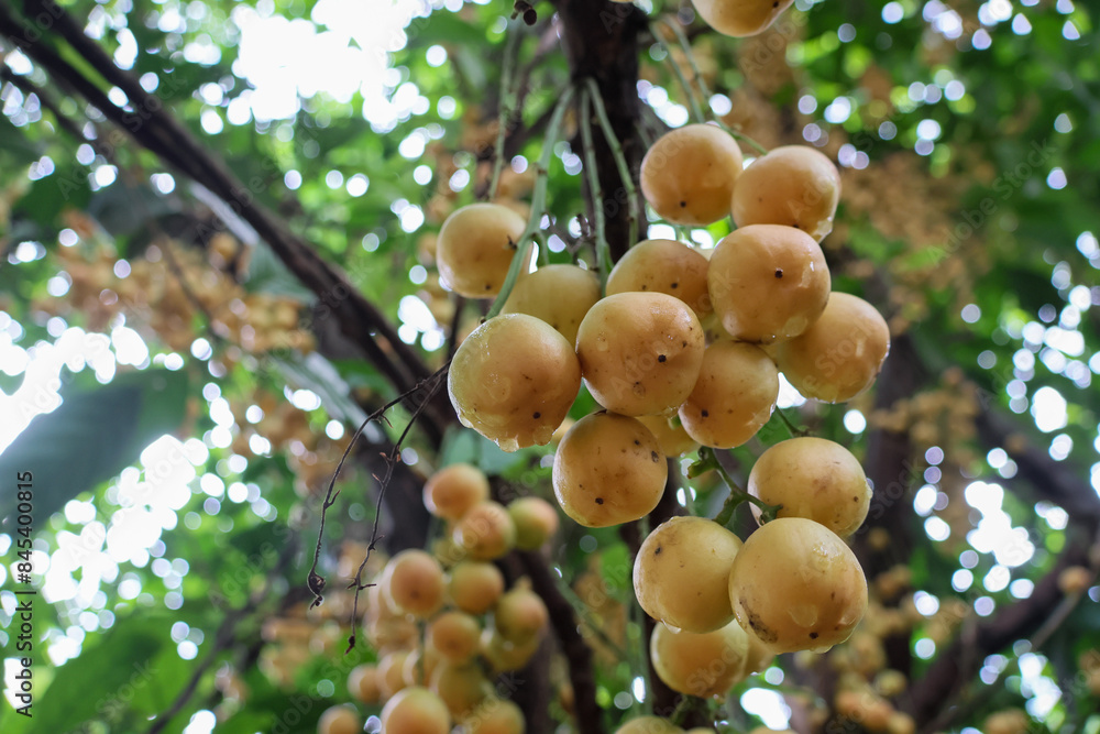 Foto de Baccaurea ramiflora, yellow fruits, fully ripe during the rainy ...
