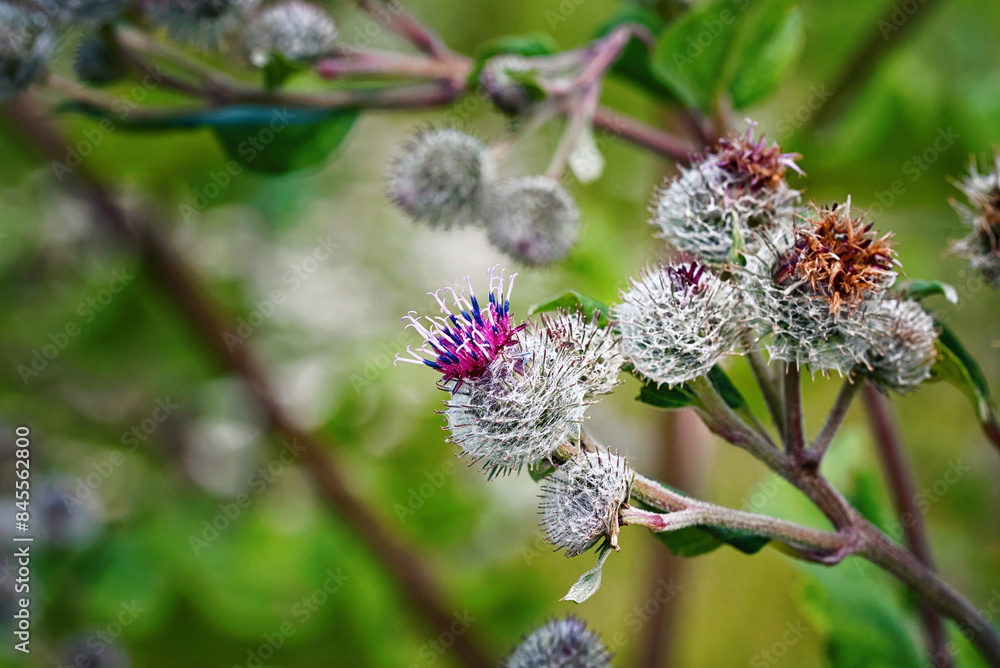 Burdock inflorescence. Arctium lappa, commonly called greater burdock ...
