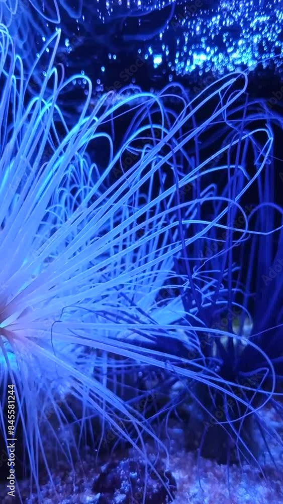 Cerianthus or Trumpet Anemone in an aquarium. Vertical video of ...