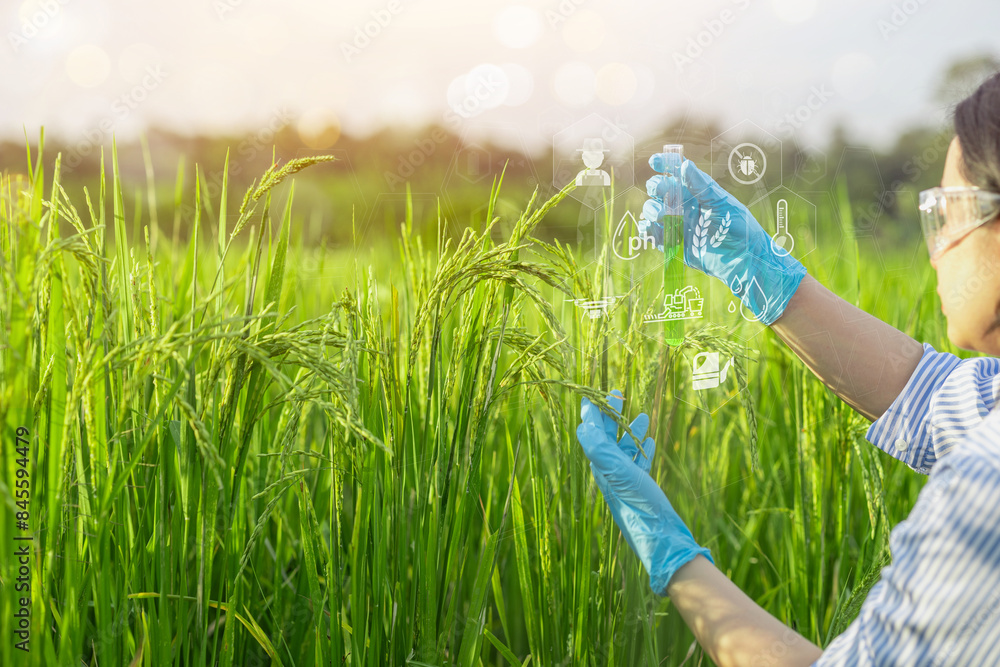 Rice researchers hold test tubes with chemical solutions to conduct ...