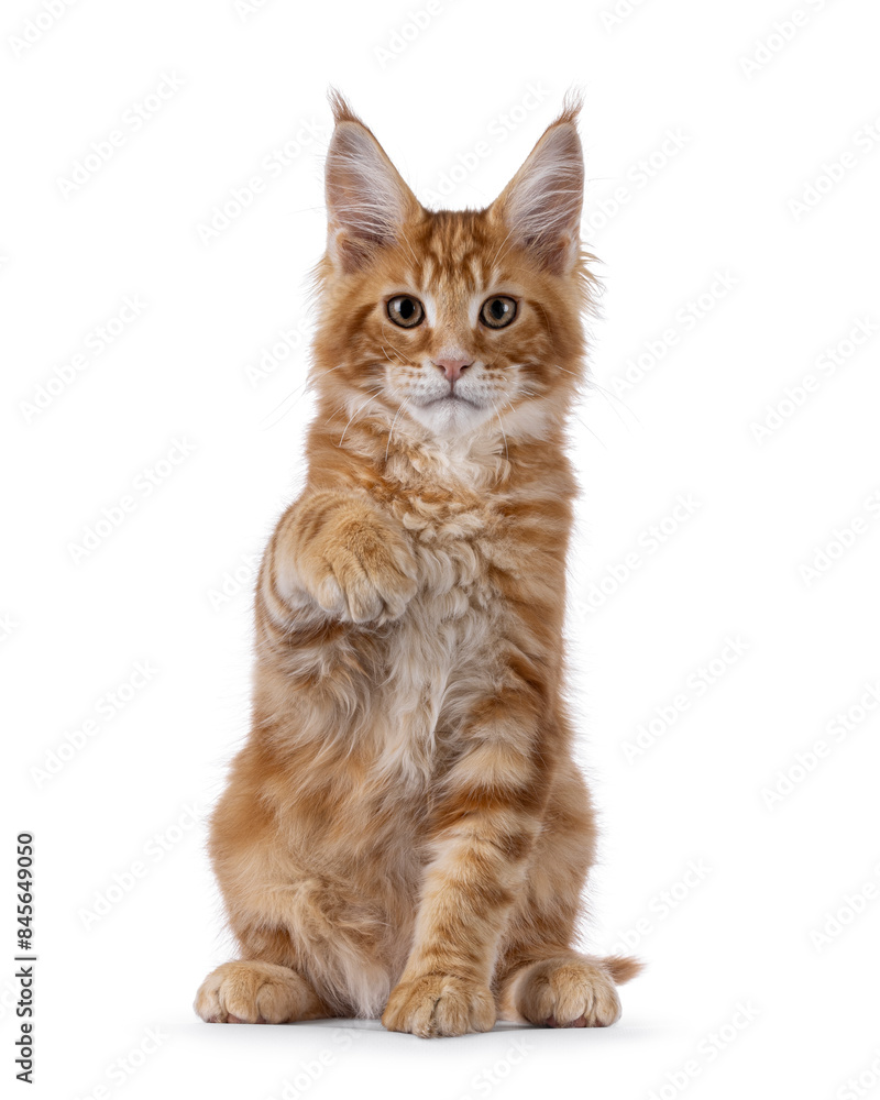 Curious red Maine Coon cat kitten, sitting up facing front. One paw ...