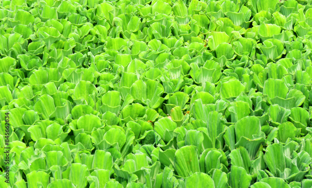 Water lettuce texture background. Leaves of Pistia stratiotes ...