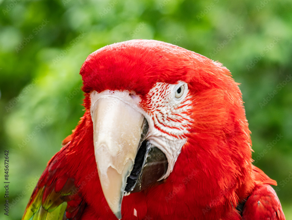 Colorful exotic parrot closeup of the red macaw. A scarlet macaw ...