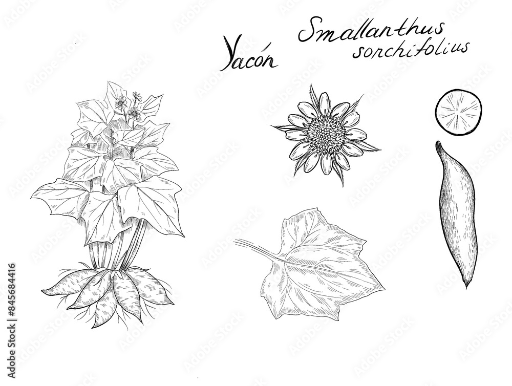 Yacon, Peruvian ground apple, Smallanthus sonchifolius, species of ...