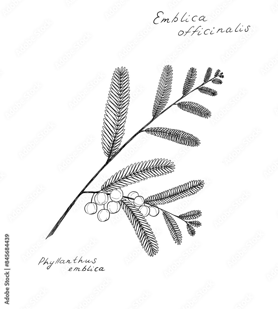 Branch of Phyllanthus emblica, also known as emblic, emblic myrobalan ...