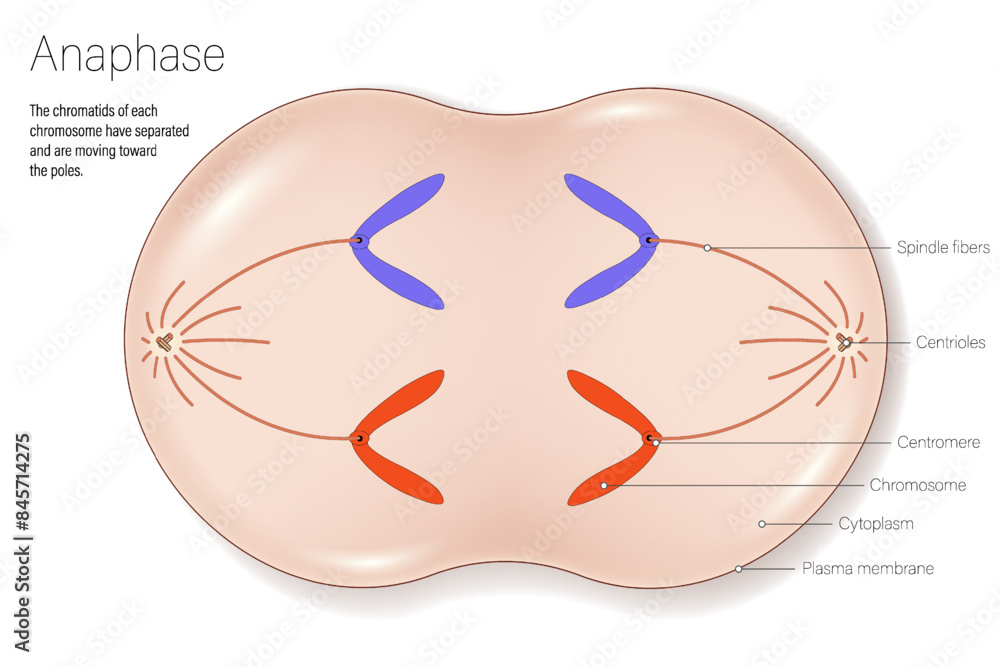 Stages of anaphase. Cell division for education use. Cell cycle. Stock ...