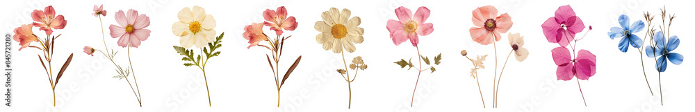 Pressed flowers png cut out element set Stock Illustration | Adobe Stock