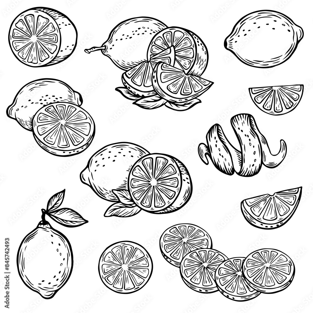 line drawing lemon. Vintage lime orange or lemon fruits blossom and ...