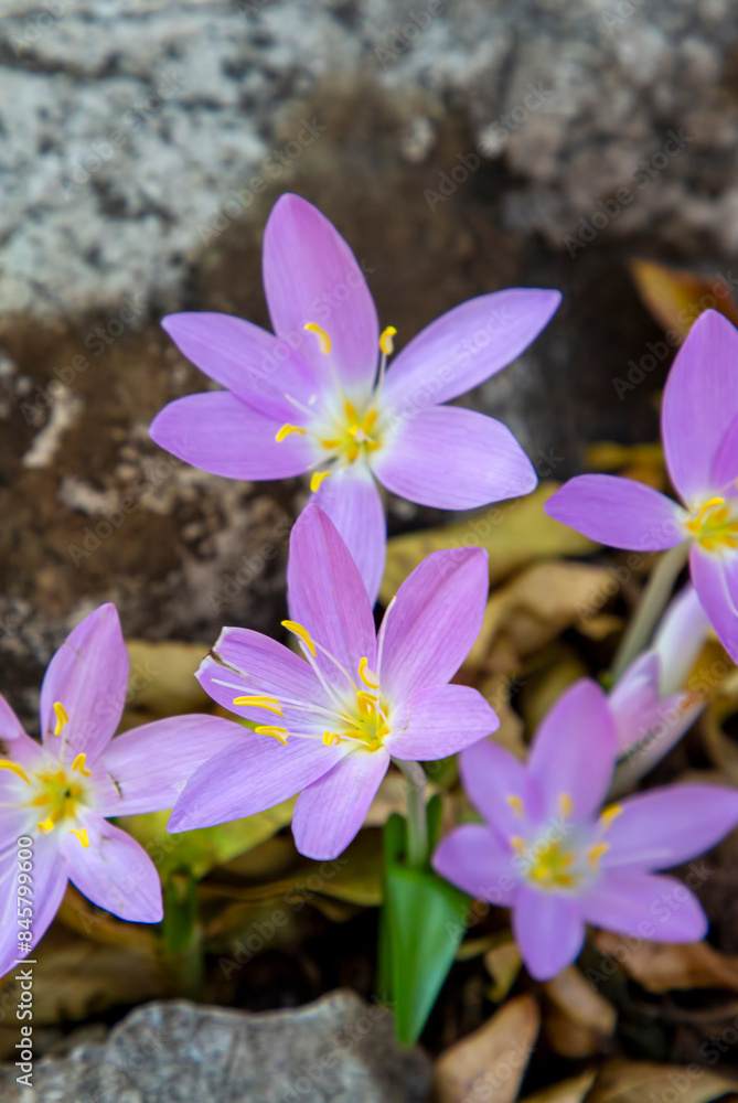 Colchicum baytopiorum is a plant species native to western Turkey and ...