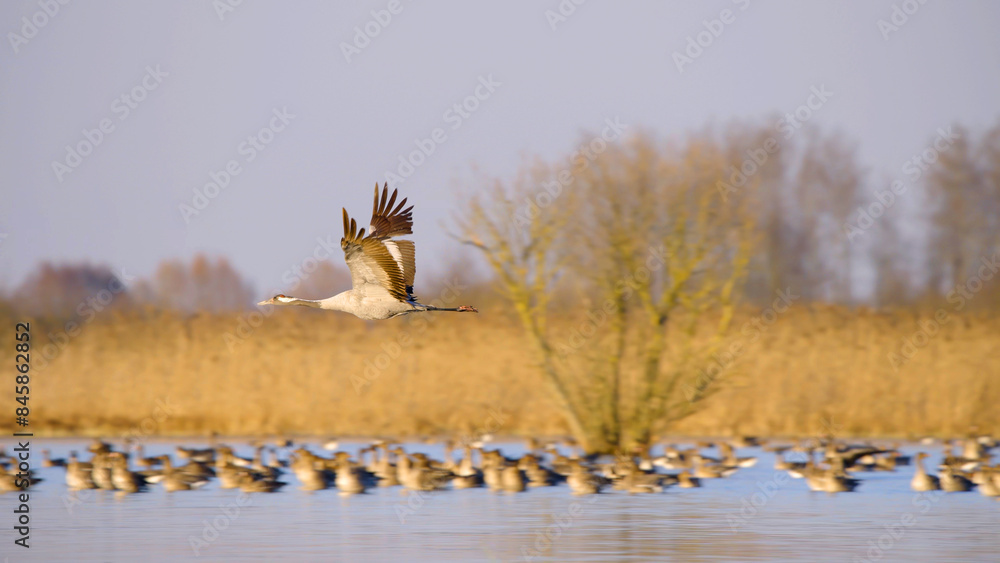 Common crane bird in flight over spring lake, bird flying at sunset ...