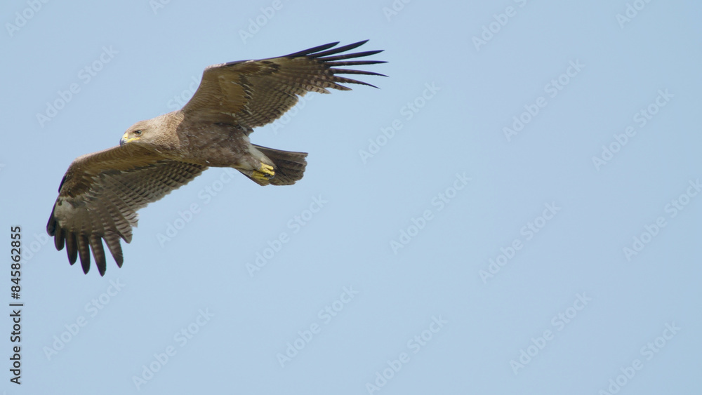 Lesser spotted eagle in flight, bird of prey take flying Clanga ...