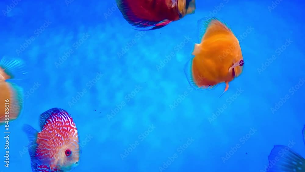 4K This clip features brightly colored discus fish swimming in an ...