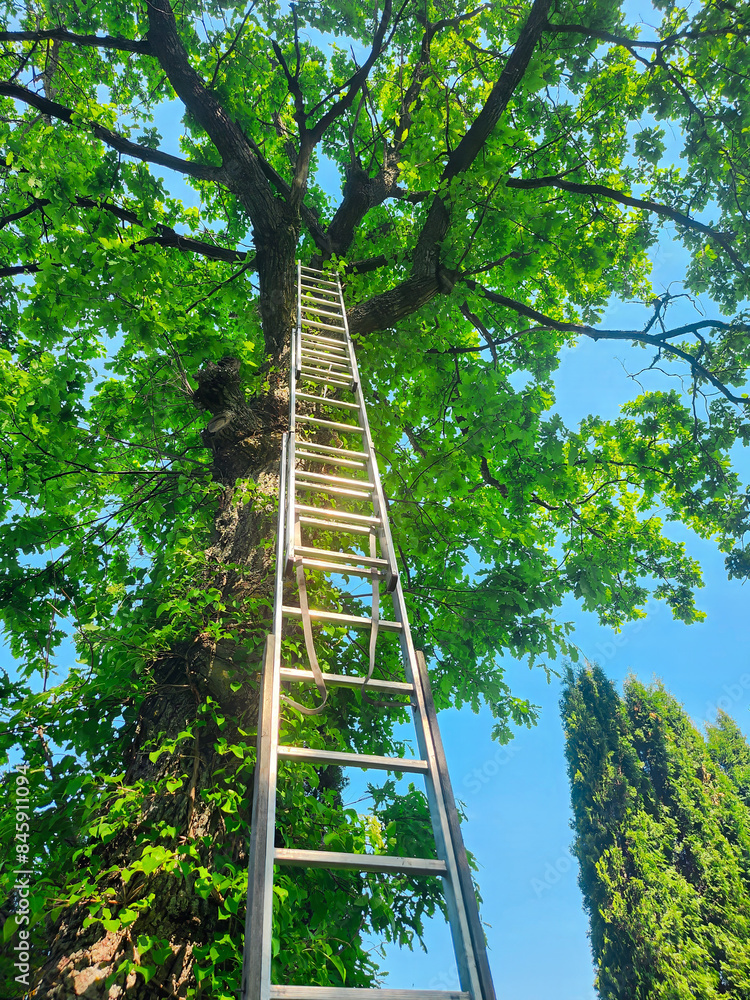 Ascent to Canopy: Ladder Reaching into Treetop. A tall ladder leans ...