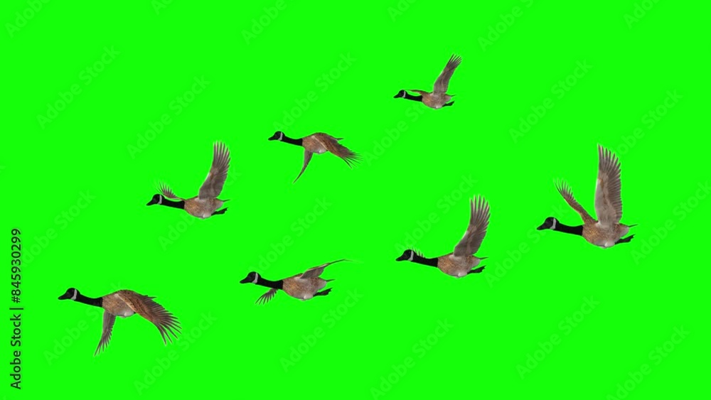 Wedge Flock of 7 Canada Geese - North American Wild Waterfowl Hunt Game ...