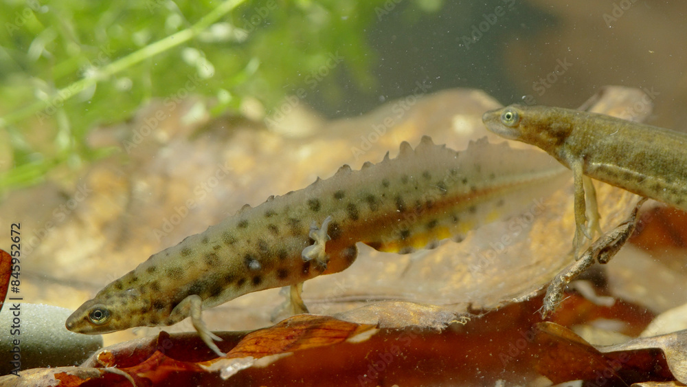 Smooth newt, or common newt in sping underwater, Lissotriton vulgaris ...