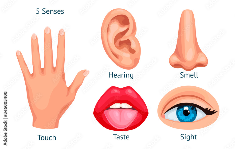 Cartoon sense organs. Five senses and sensation human sensory organ ...