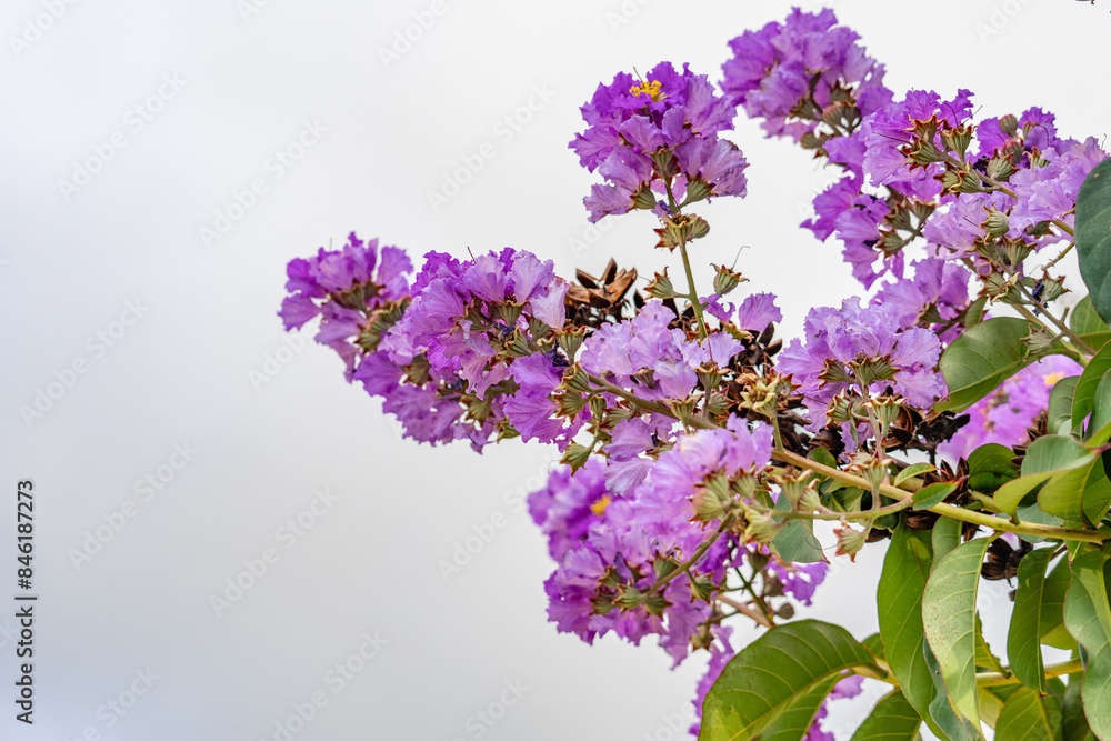 Lagerstroemia speciosa (giant crepe-myrtle, Queen's crepe-myrtle ...