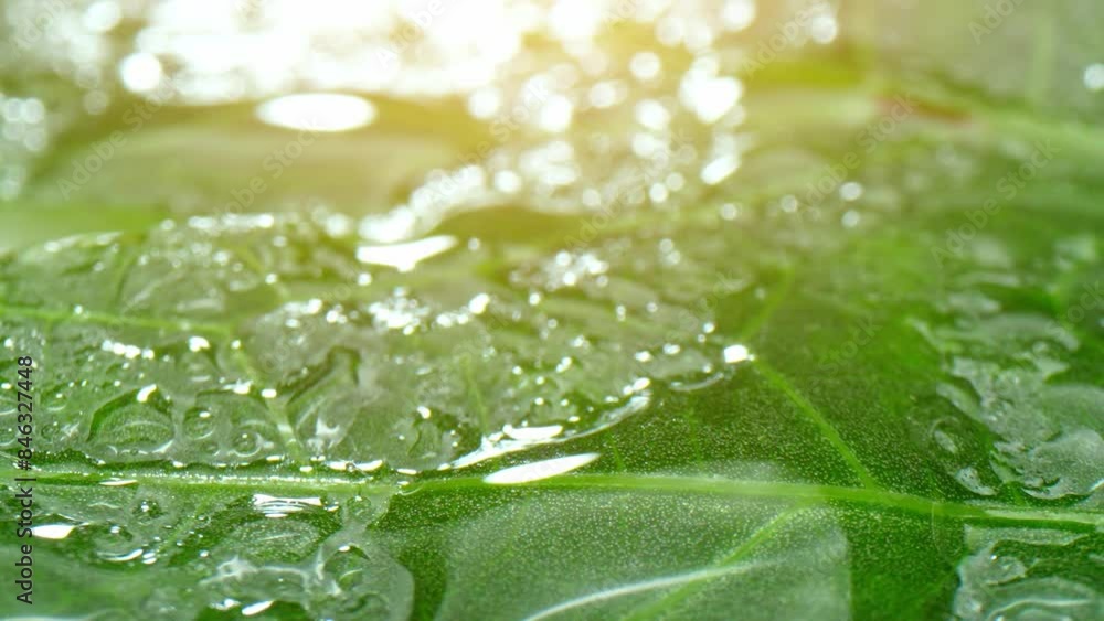 Captured up close, an okra leaf dazzles with water droplets ...