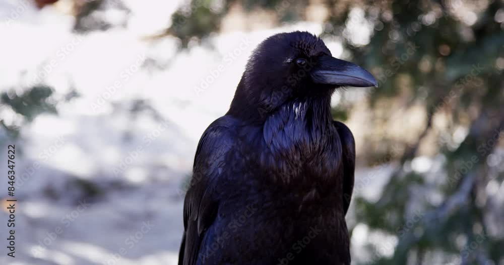 Close-up shot of a crow moving its head and blinking in a natural ...
