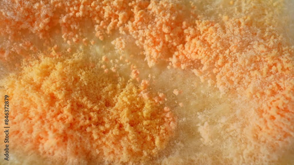 Witness the microscopic landscape of bread mold, a vibrant tapestry of ...